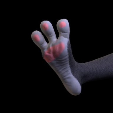 Morphs - 3 Toe Morph | Virt-A-Mate Hub